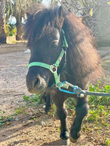 Milanuncios - Busco comprar o adoptar hembra de pony