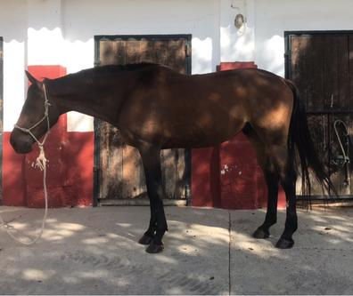 Domado Caballosen venta . Comprar y vender caballos a buen precio en ...