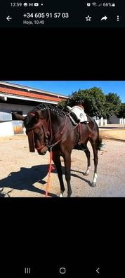 Pura sangre ingles Caballosen venta . Comprar y vender caballos a buen ...