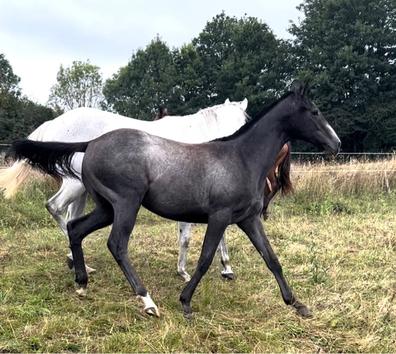 Mascotas en adopción y accesorios de mascota de segunda mano baratos ...