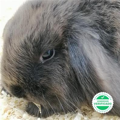 MILANUNCIOS | Conejos y liebres en adopción y comnpra venta. Regalo de ...