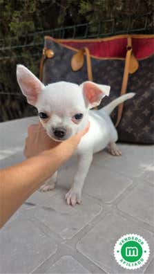 Milanuncios - Chihuahuas en Benidorm