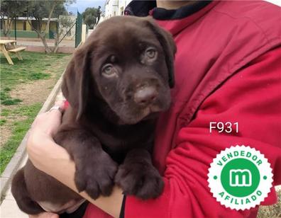 Labrador retriever Perros en adopción, compra venta de accesorios y ...