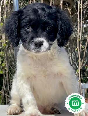 Pointer en venta | Milanuncios
