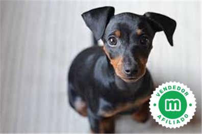 Pincher en venta | Milanuncios