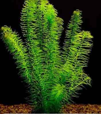 Milanuncios - Elodea ( Egeria) Najas planta acuario