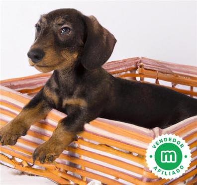 Teckel Perros en adopción, compra venta de accesorios y servicios para ...