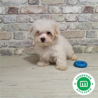 Bichon maltes miniatura en venta | Milanuncios