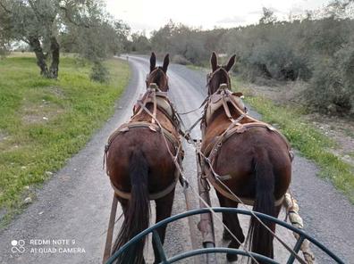 MILANUNCIOS | Mulo Mulas. Compra venta de mulas al mejor precio y ...