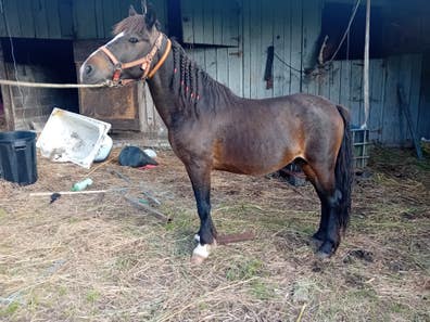 Milanuncios - se vende caballo economico
