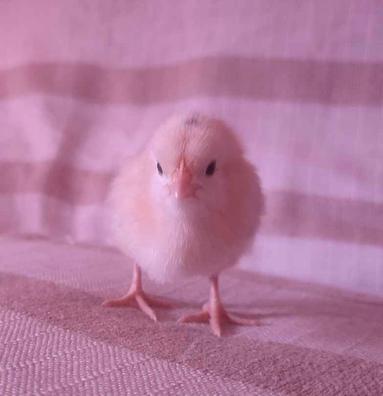 Milanuncios - pollitos preciosos