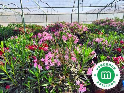 Milanuncios - ADELFAS DIFERENTES COLORES