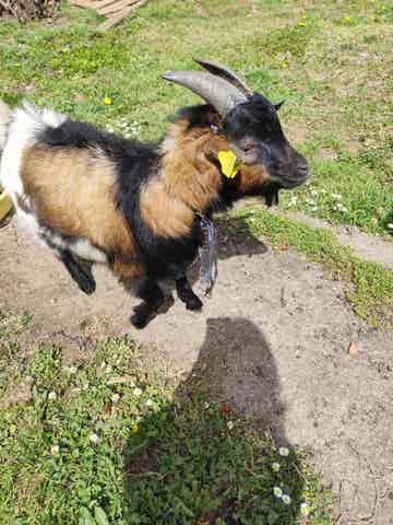 Milanuncios - Cabras Enanas