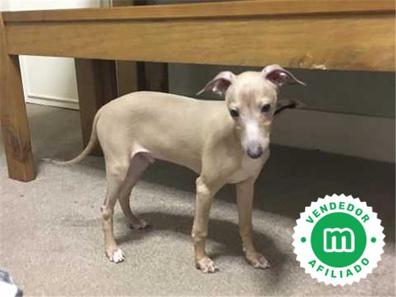 Galgo enano Perros en adopción, compra venta de accesorios y servicios ...