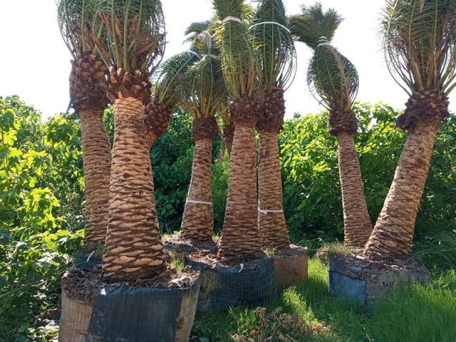 Milanuncios - PALMERA PHOENIX CANARIENSIS EN MALLAZO