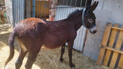 Burros enanos Burros. Compra venta de yeguas al mejor precio y adopción ...