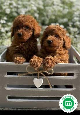 Milanuncios - Maltipoo