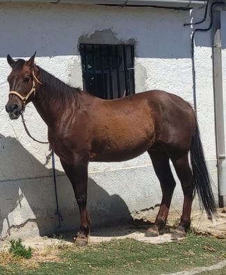 Caballos domados Caballosen venta . Comprar y vender caballos a buen ...