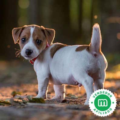 Jack russell en venta | Milanuncios