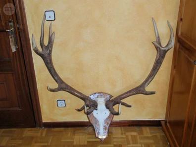 Cuernos ciervo Artículos y accesorios de caza | Milanuncios