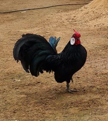 Gallinas java en venta | Milanuncios