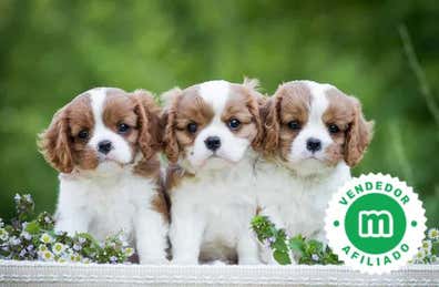 Cavalier en venta | Milanuncios