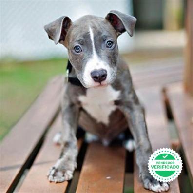 MILANUNCIOS | American Stanford en adopción. Compra venta y regalo de ...