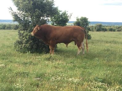 Limusines en venta | Milanuncios