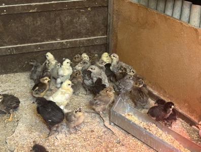 Milanuncios - pollitos