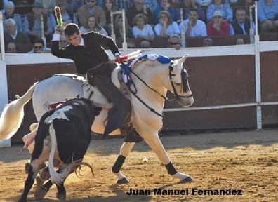 Domado Caballosen venta . Comprar y vender caballos a buen precio en ...