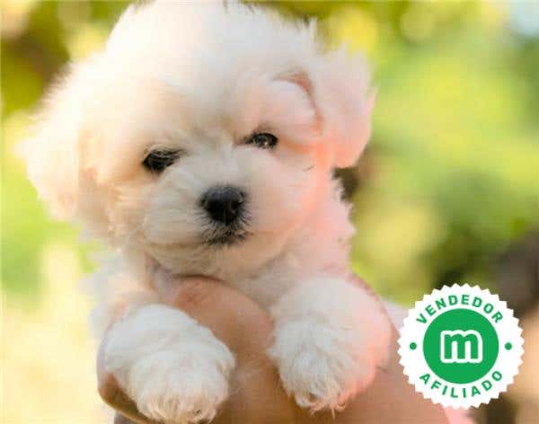 Milanuncios - Bichón frisé