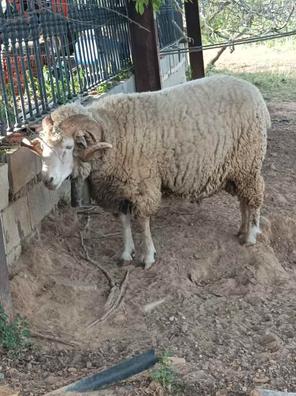 Ovejas. Compra venta de ovejas al mejor precio y adopción en ...