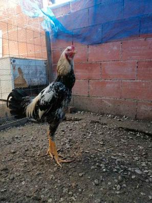 Gallos indio Mascotas en adopción y accesorios de mascota de segunda ...