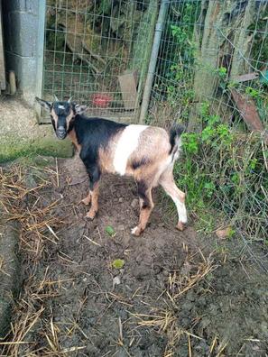 Cabras. Compra venta de cabras al mejor precio y adopción | Milanuncios
