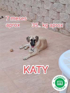 Adopcion Perros en adopción, compra venta de accesorios y servicios ...