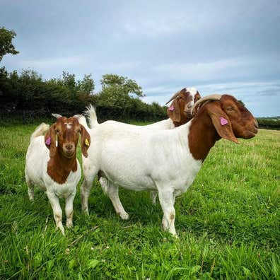 Milanuncios - Cabras Boer de primera calidad disponibl