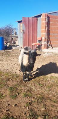 Cabras. Compra venta de cabras al mejor precio y adopción | Milanuncios