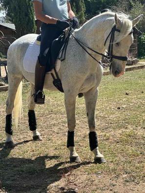 Arabe en venta en Castilla y León | Milanuncios