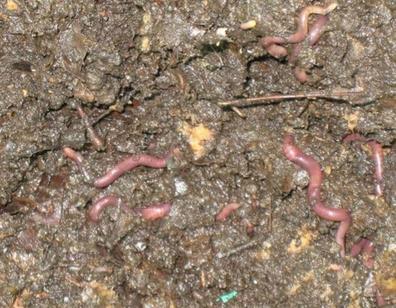 Milanuncios - Lombriz roja de california