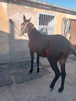 Mulas. Compra venta de mulas al mejor precio y adopción | Milanuncios