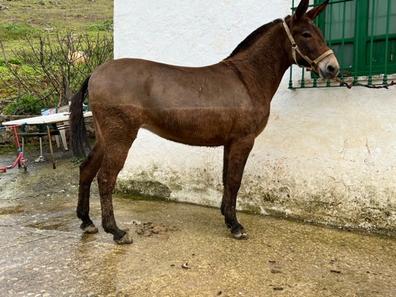 Mulas en venta | Milanuncios