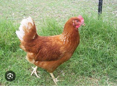 Gallinas ponedoras en venta | Milanuncios