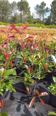 Milanuncios - !photinias red robin ,carre rouge
