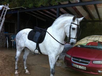 MILANUNCIOS | Caballos cruzados domados vaquera Caballosen venta ...