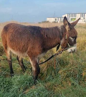 Burros en venta | Milanuncios