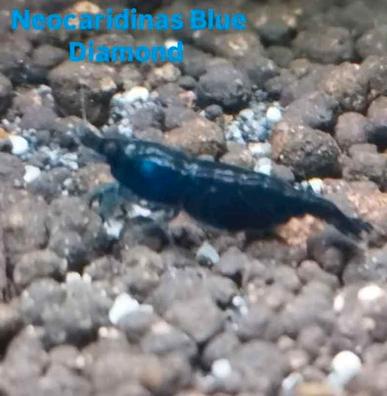 Milanuncios - Gambas Neocaridinas Blue Diamond