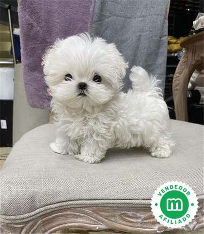 Milanuncios - BICHON FRISE