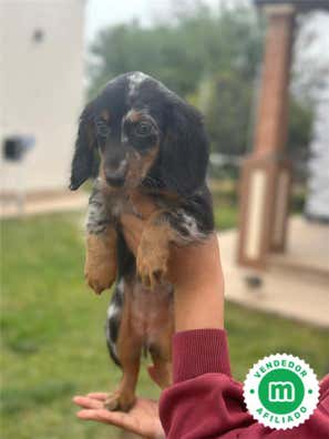 Dachshund Perros en adopción, compra venta de accesorios y servicios ...