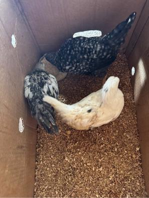 Milanuncios - Pollitos