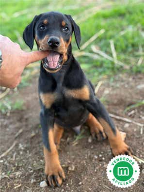 Doberman en venta | Milanuncios